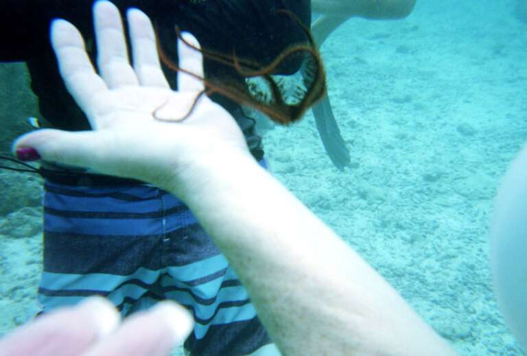 18 Wonderful Step-by-Step Photos of Walking on the Ocean Floor