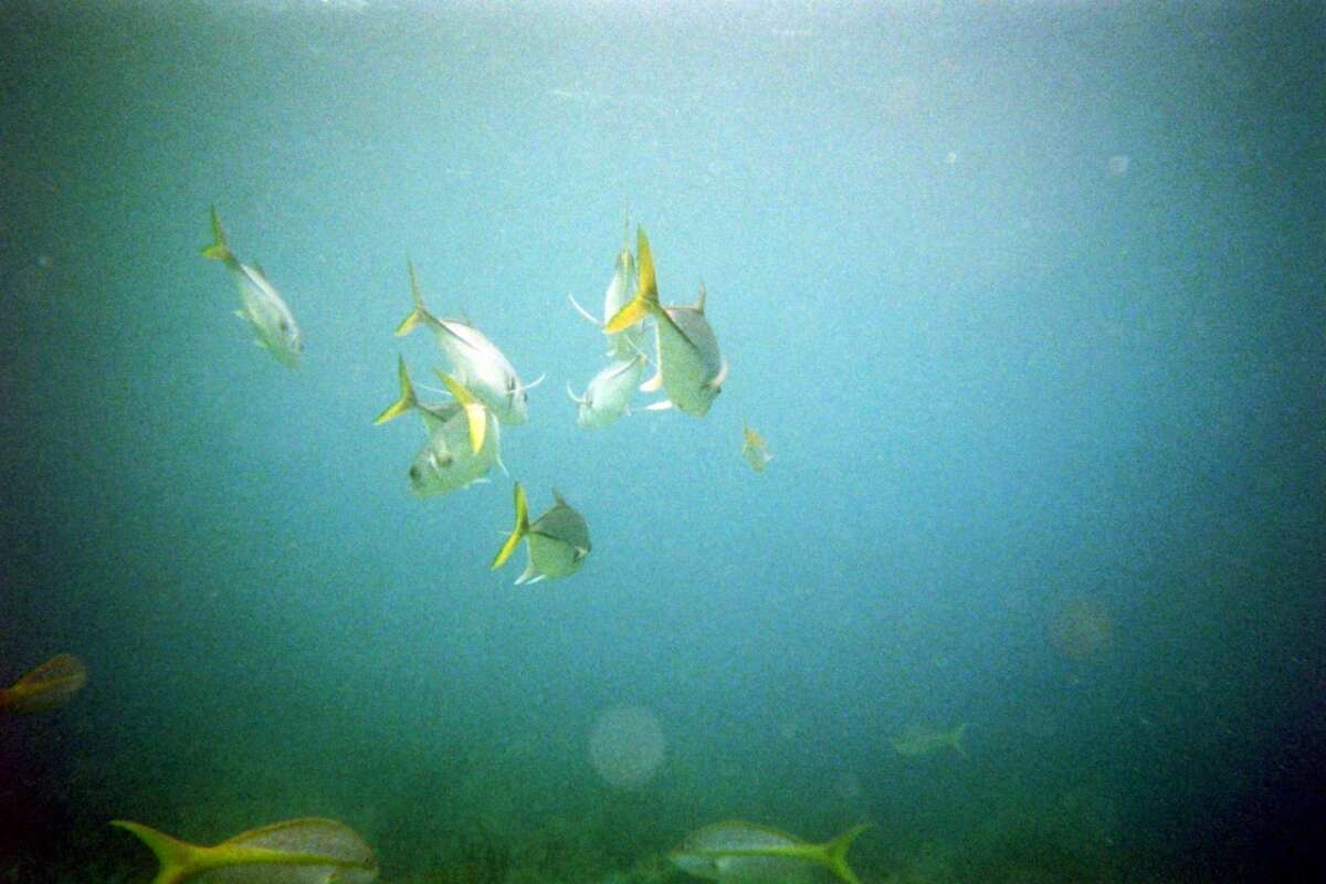 Sea Life Photos to Inspire You to Visit St. Thomas in the Caribbean ...