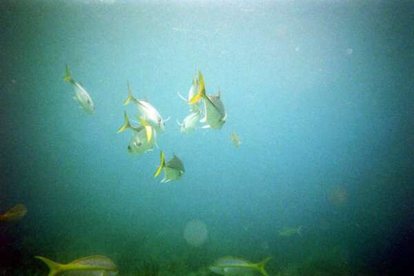 Sea Life Photos to Inspire You to Visit St. Thomas in the Caribbean ...