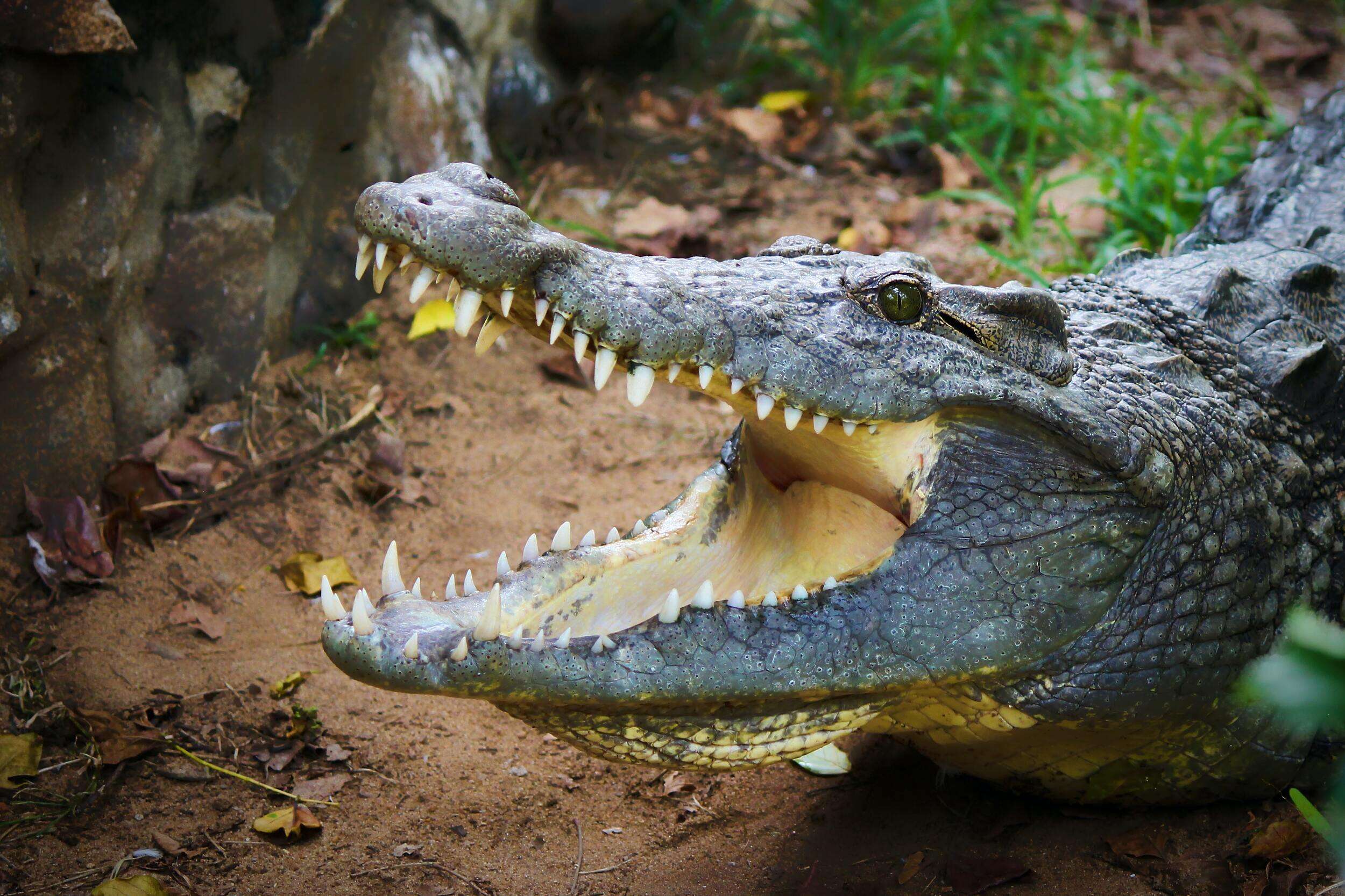 florida alligator - Michelle Valentine - Love Eat Travel